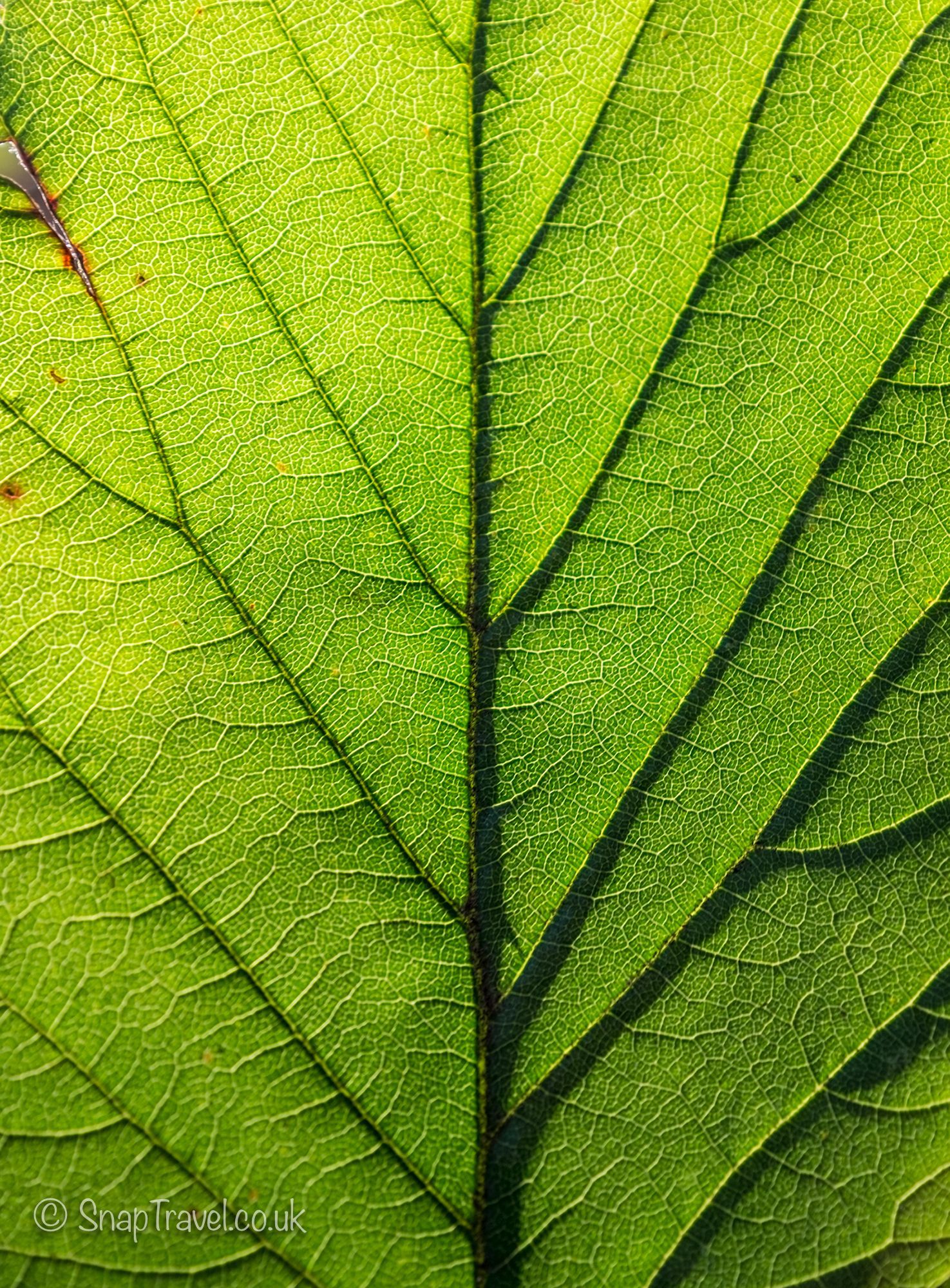 Photo Short #32 - Fascinating Fractal Patterns In Nature. — Steemit